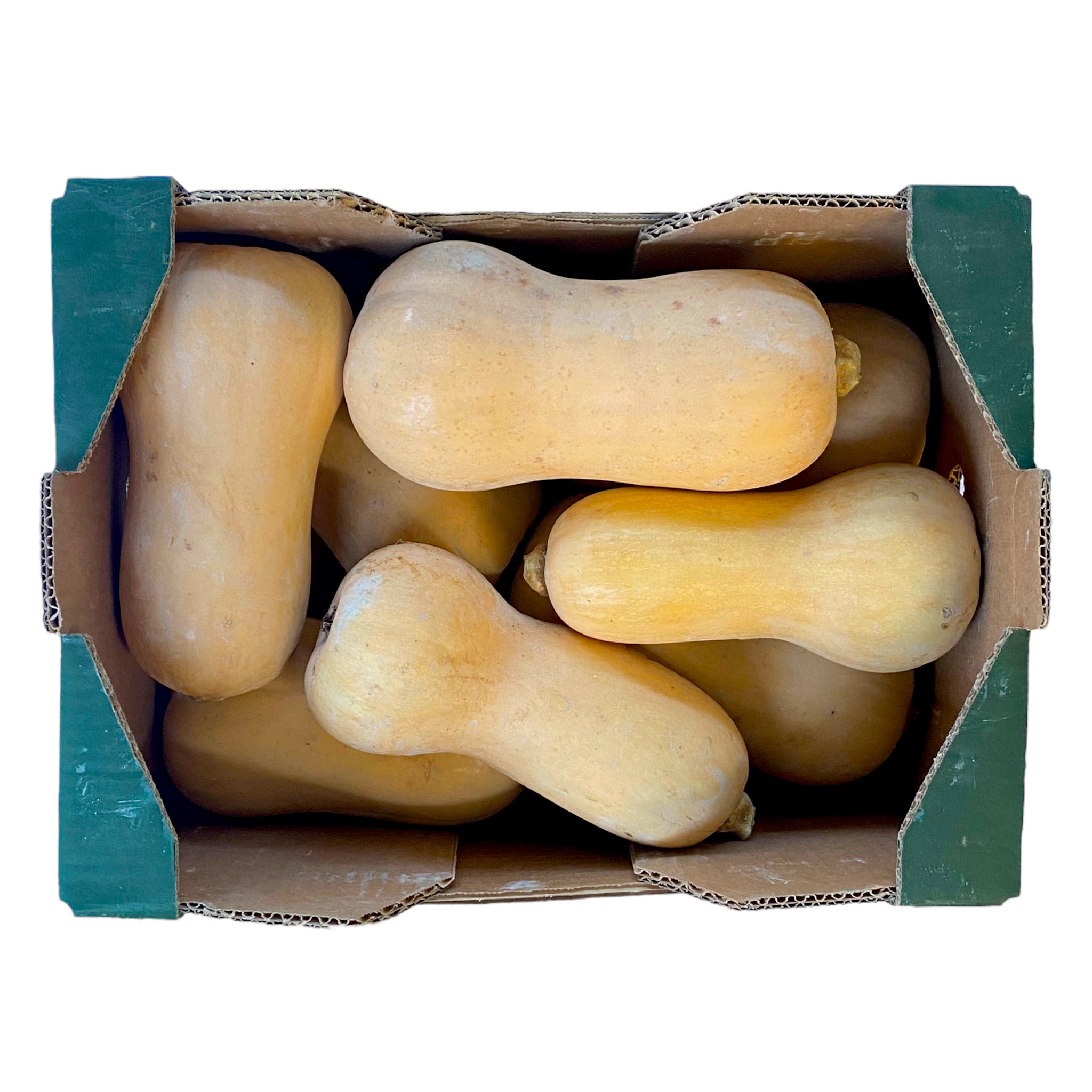 Butternut Squash Box Of 10