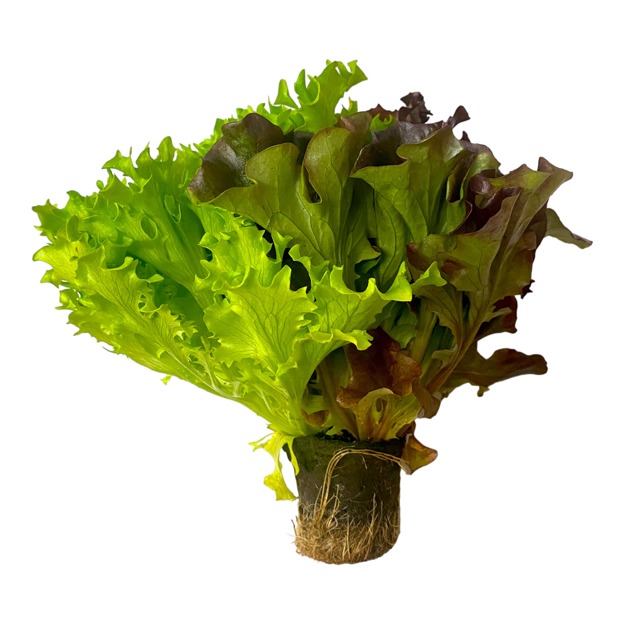 Fresh Salad Trio Mix