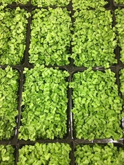 Mustard & Cress Punnet