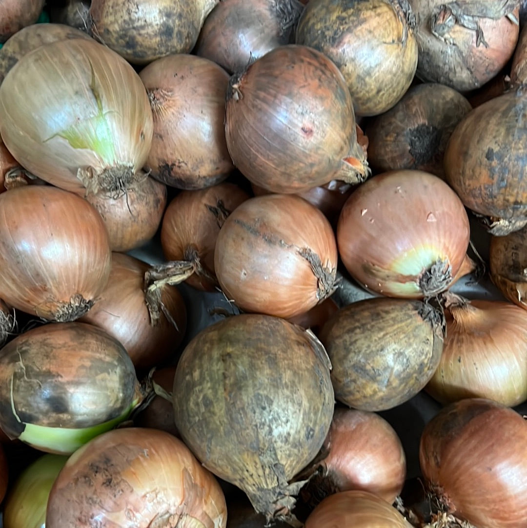 English Onions - 1KG – Barleylands Farm Shop